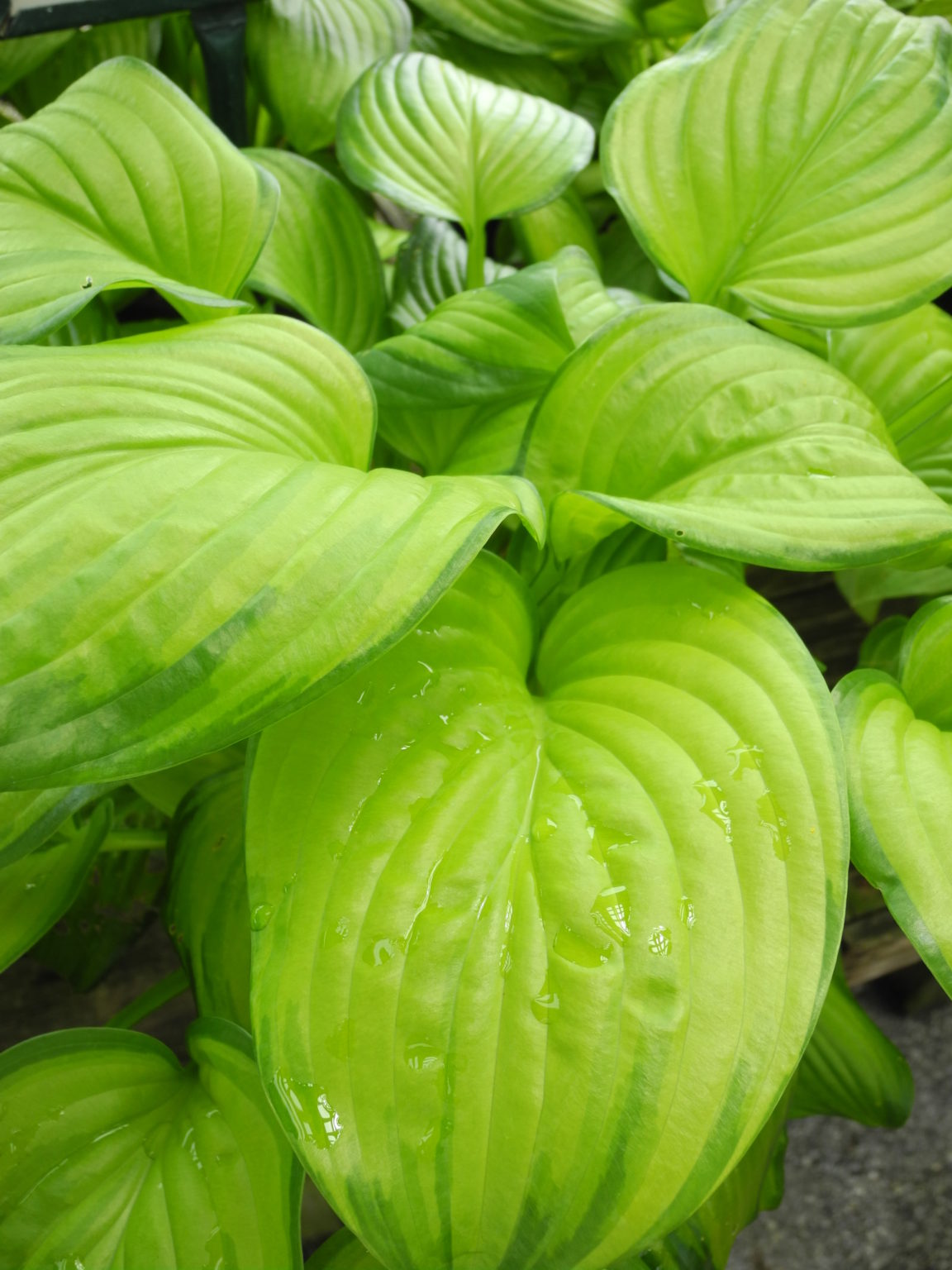 Hosta la Vista! - Heritage Farm & Garden