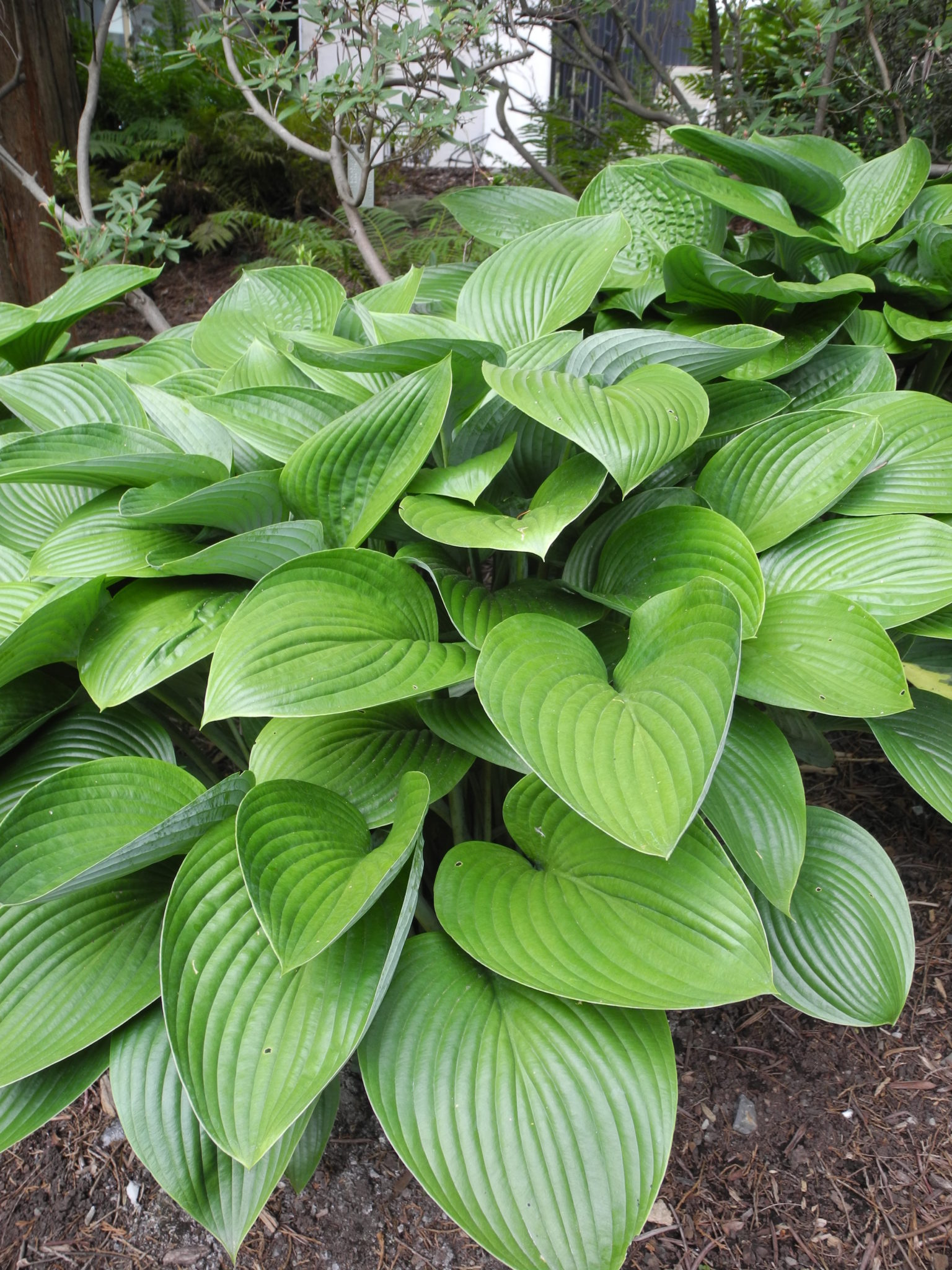 Hosta la Vista! - Heritage Farm & Garden