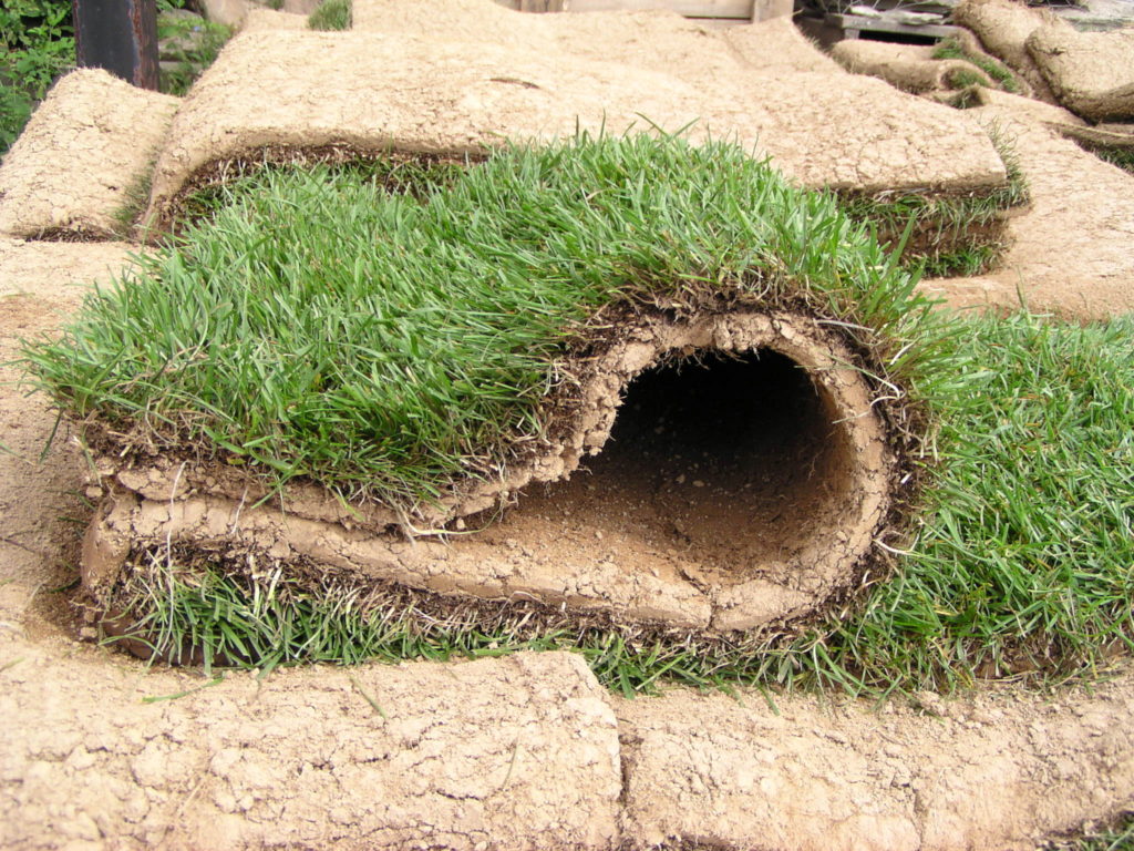 Tackling the Lawn: Seed vs. Sod - Heritage Farm & Garden