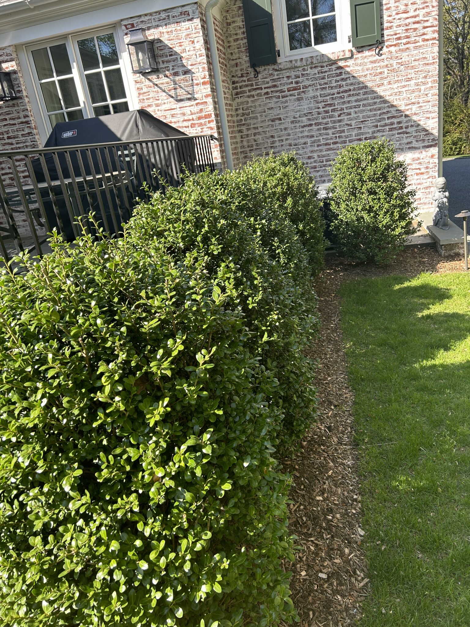 Evergreen Screening for Long Island Landscapes - Heritage Farm & Garden