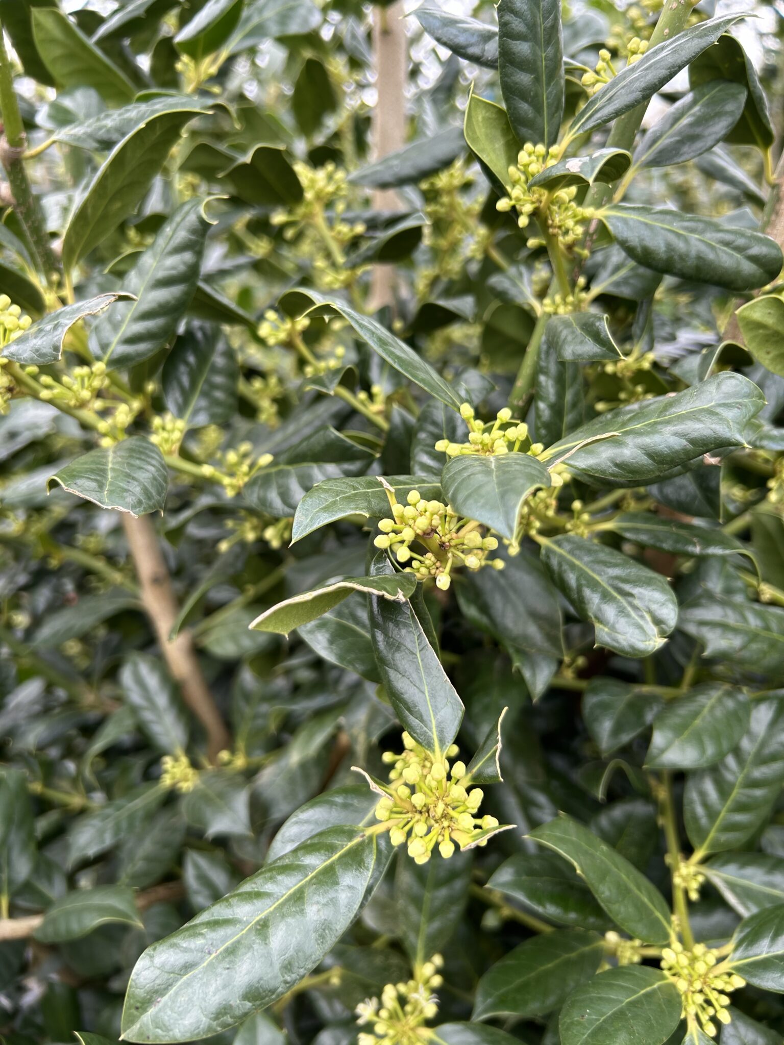 Evergreen Screening for Long Island Landscapes - Heritage Farm & Garden